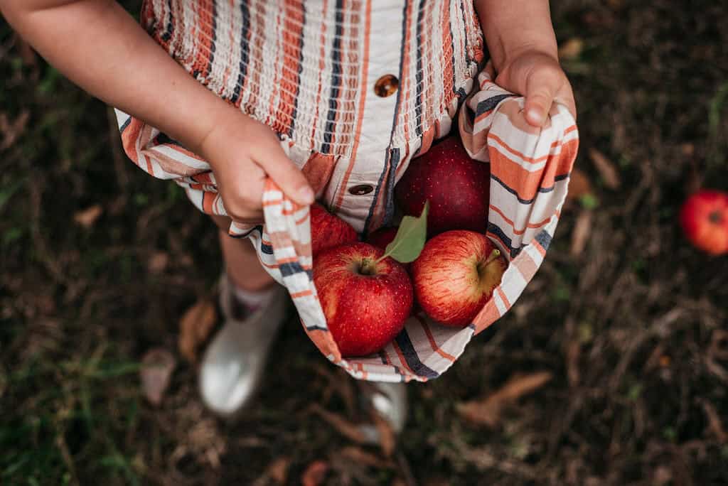 Fruit Picking Near Sydney | Sitchu