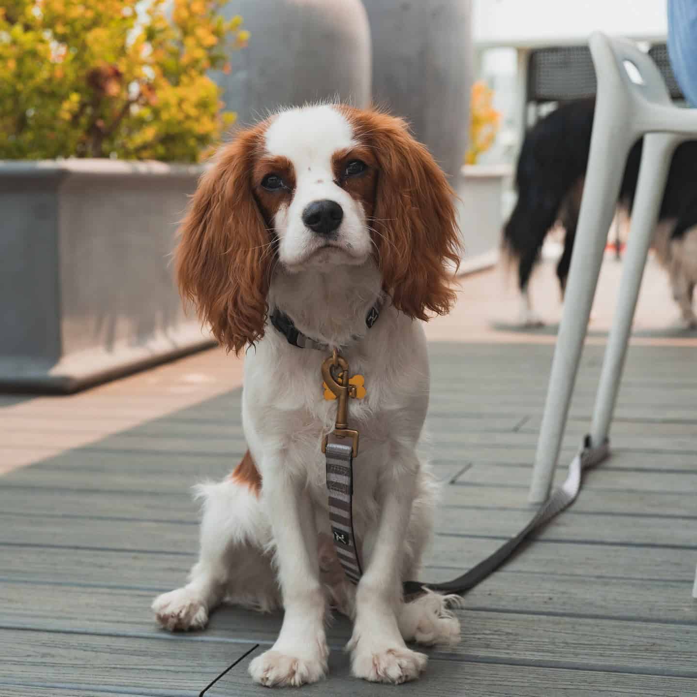 The Best Dog-friendly Cafes in Sydney | Sitchu