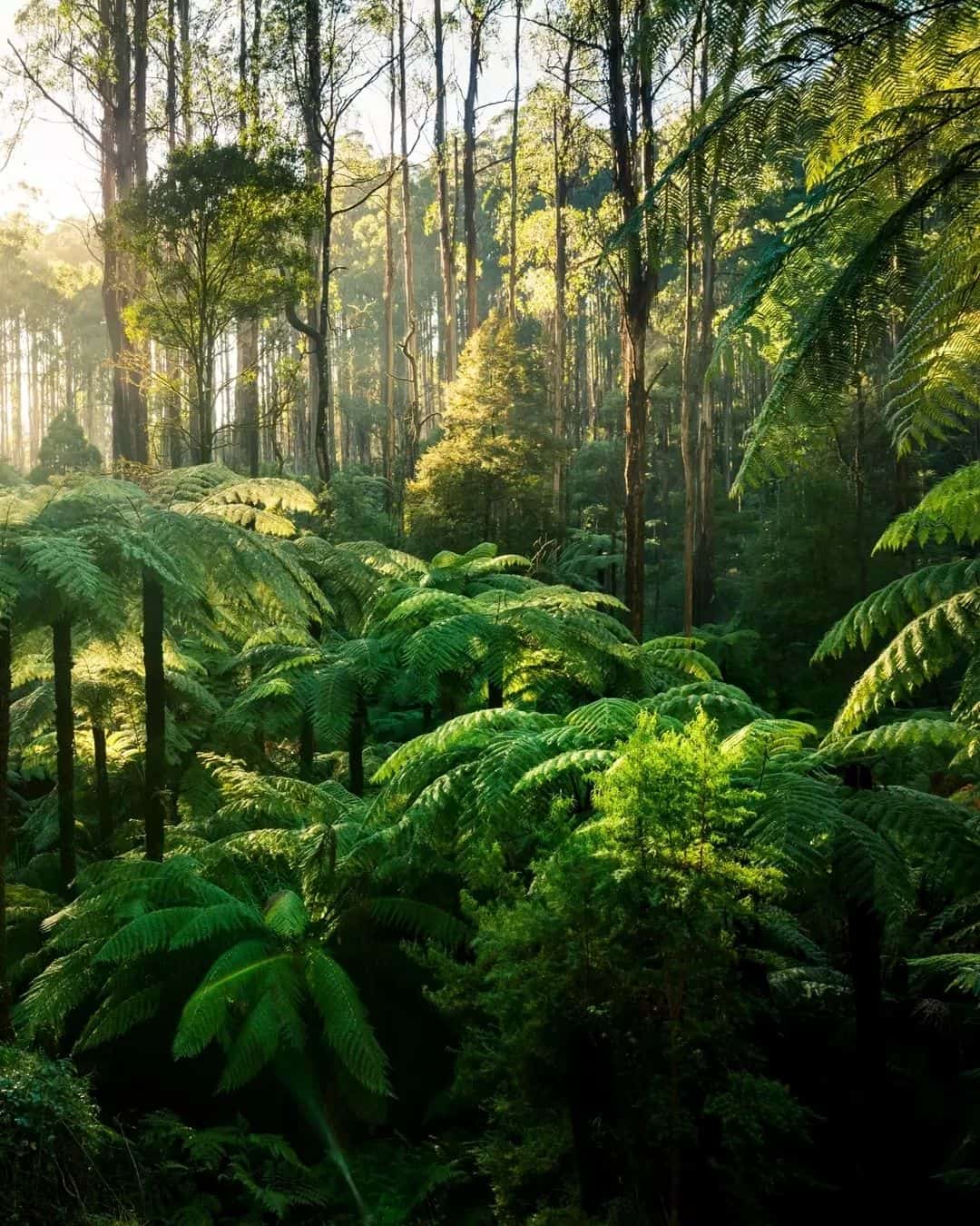 The 12 Best Rainforests in Australia to Add to Your Bucket List