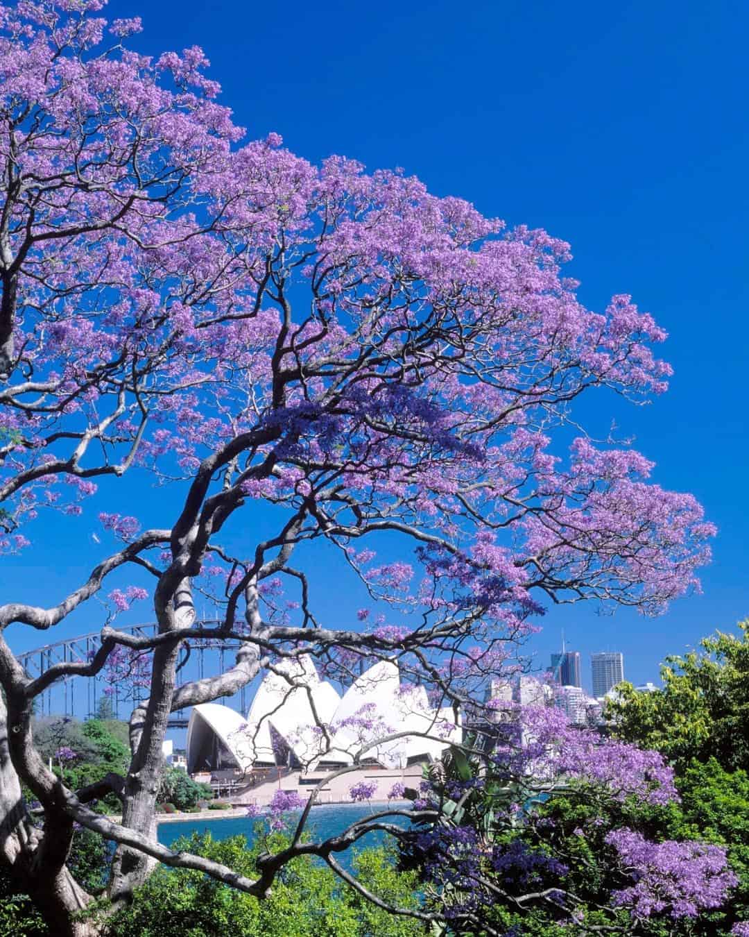 Where to Spot Jacaranda Trees in Sydney | Sitchu