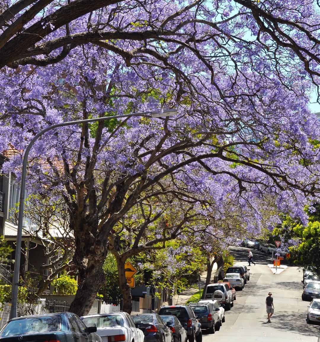 Where to Spot Jacaranda Trees in Sydney | Sitchu