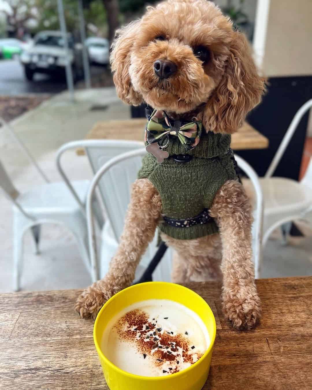 The Best Dog-friendly Cafes in Sydney | Sitchu
