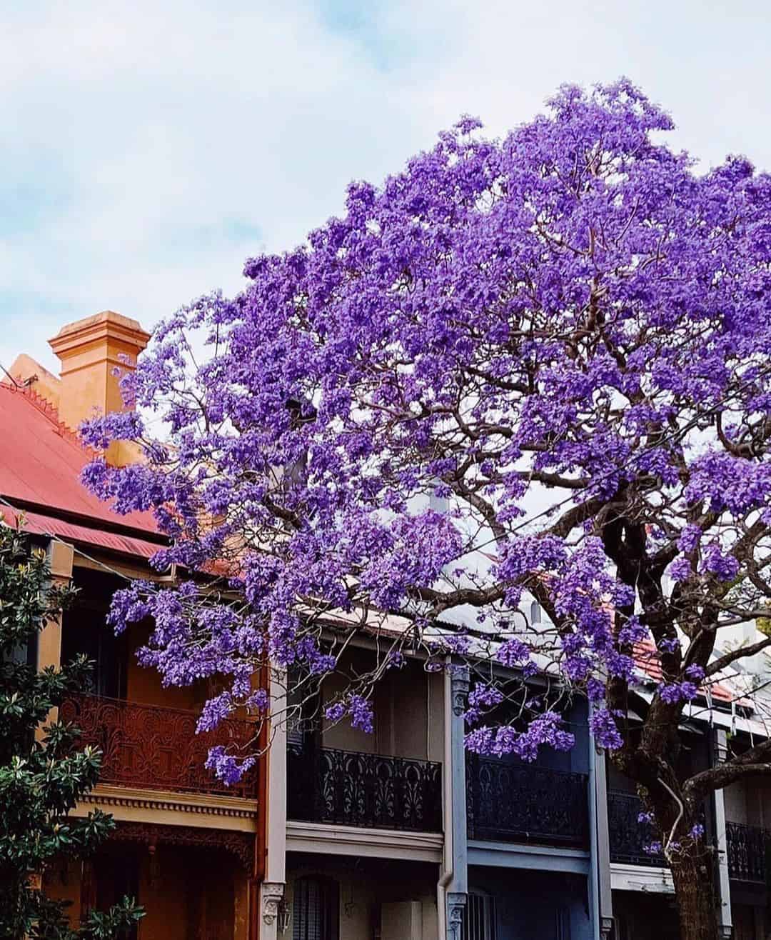 Where to Spot Jacaranda Trees in Sydney | Sitchu
