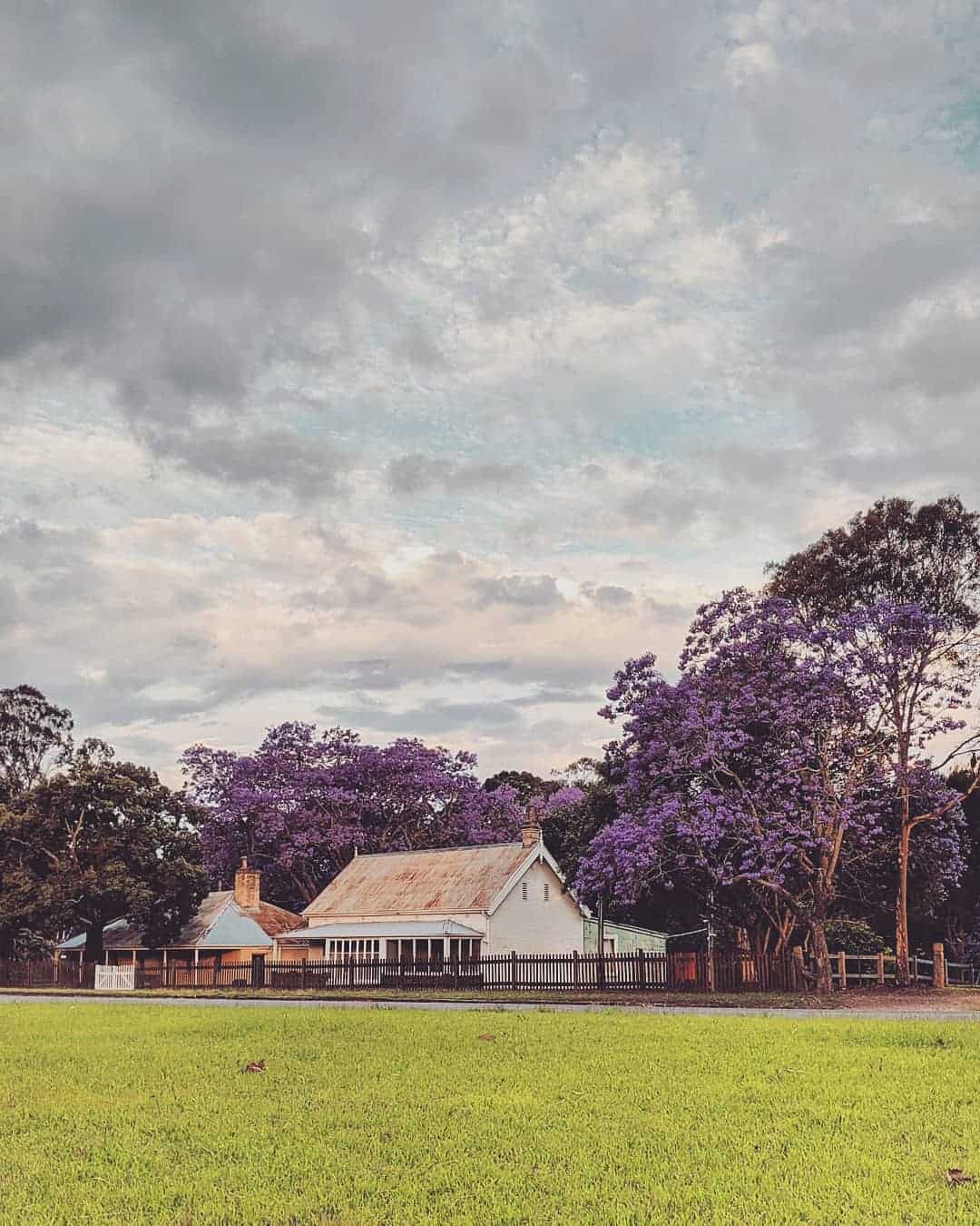 Where to Spot Jacaranda Trees in Sydney | Sitchu