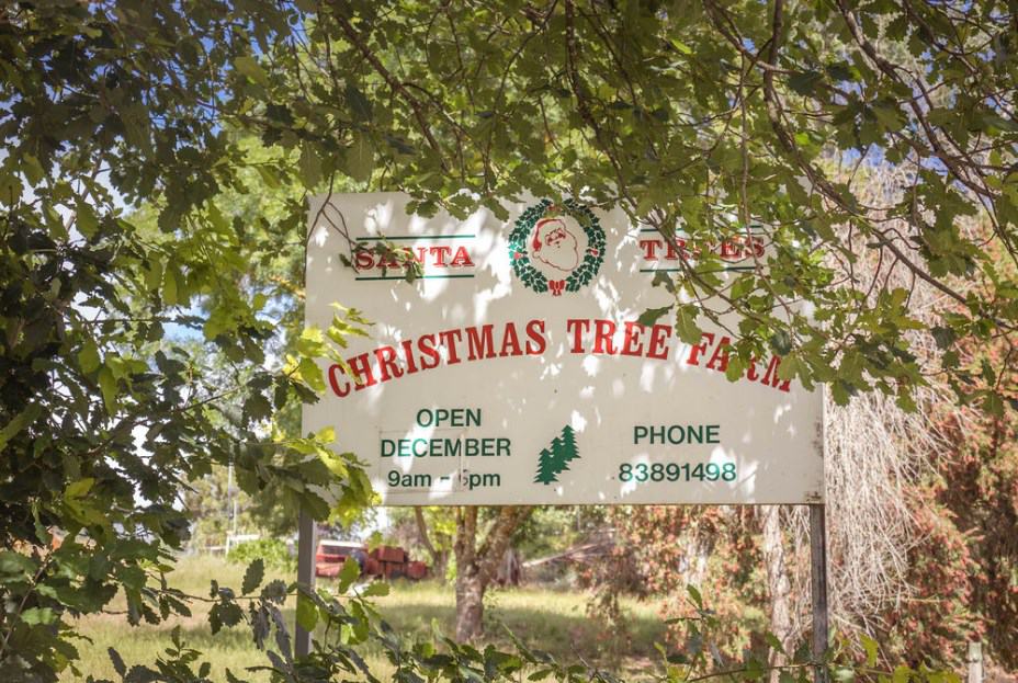 The Best Christmas Tree Farms in Adelaide | Sitchu