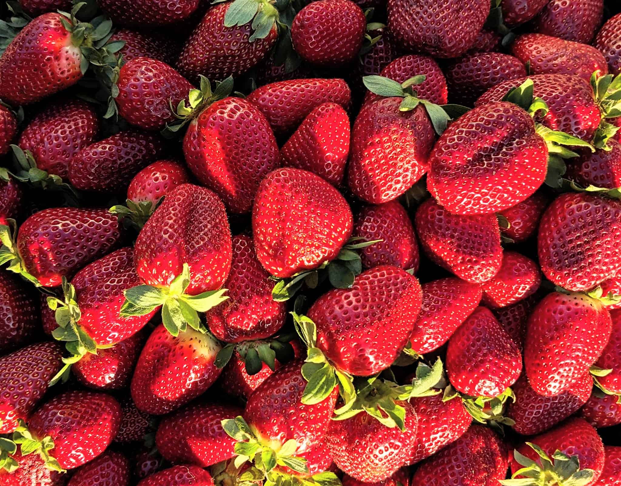 The Sweetest Spots for Strawberry Picking in Perth