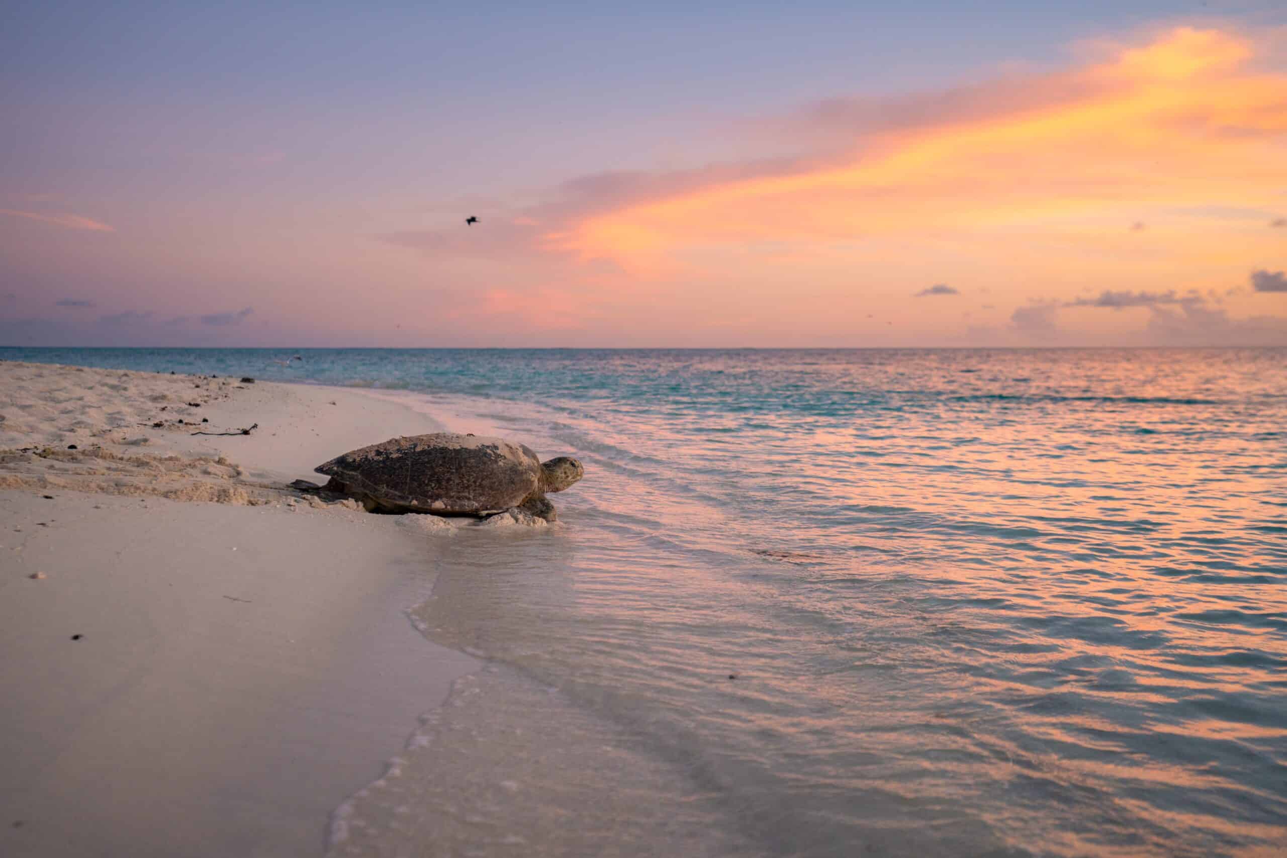 Where to See Turtles Hatching Near Brisbane | Sitchu Brisbane