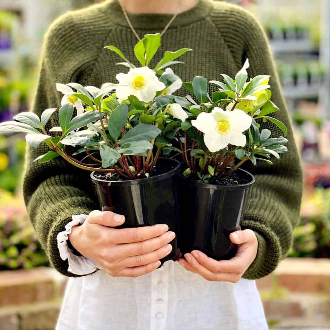 Satisfy Your Plant Cravings at Sydney's Best Nurseries | Sitchu