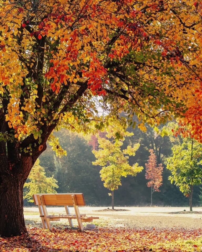 Where to See the Most Gorgeous Autumn Leaves in Australia | Sitchu