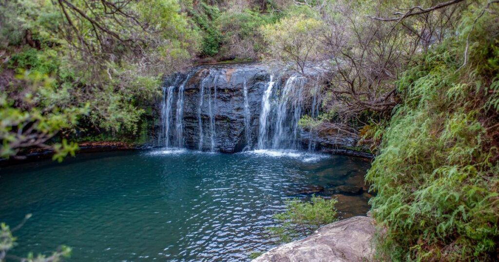 The 12 Best Rainforests in Australia to Add to Your Bucket List