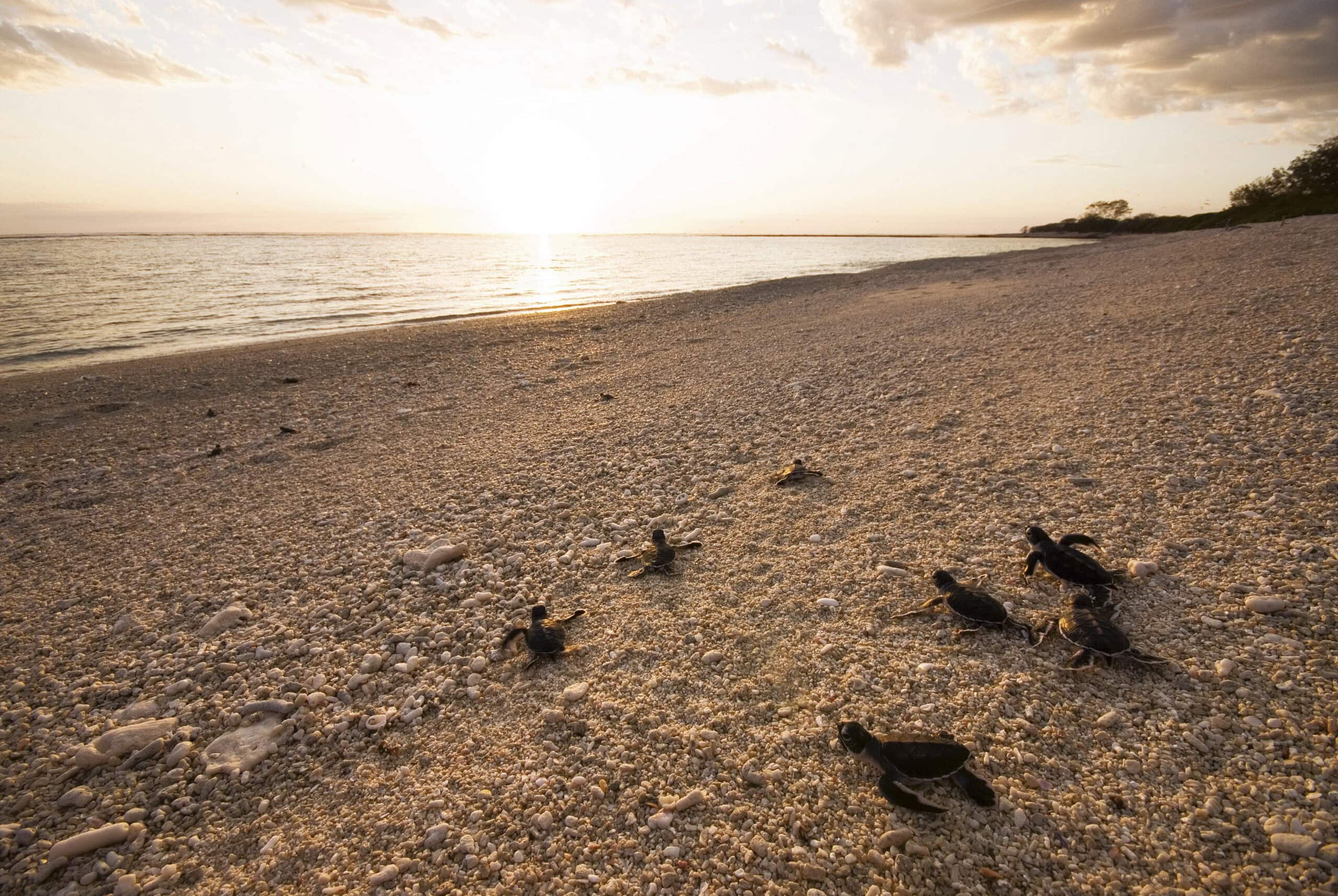 Where to See Turtles Hatching Near Brisbane | Sitchu Brisbane