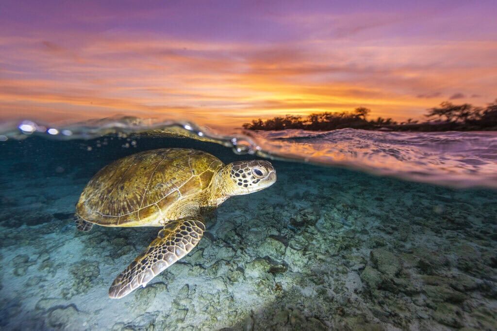 Where to See Turtles Hatching Near Brisbane | Sitchu Brisbane
