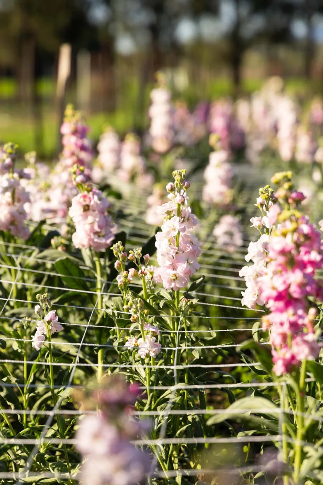 The Best Things To Do in the Scenic Rim