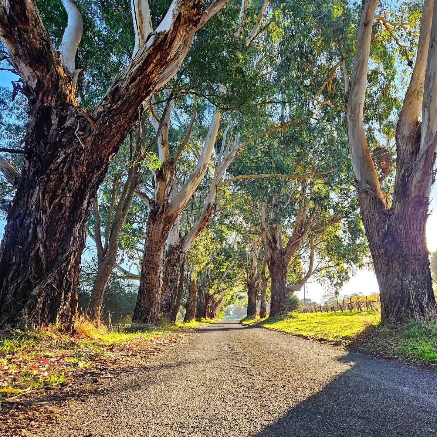Dine Among the Vines: Victoria’s Best Winery Restaurants | Sitchu