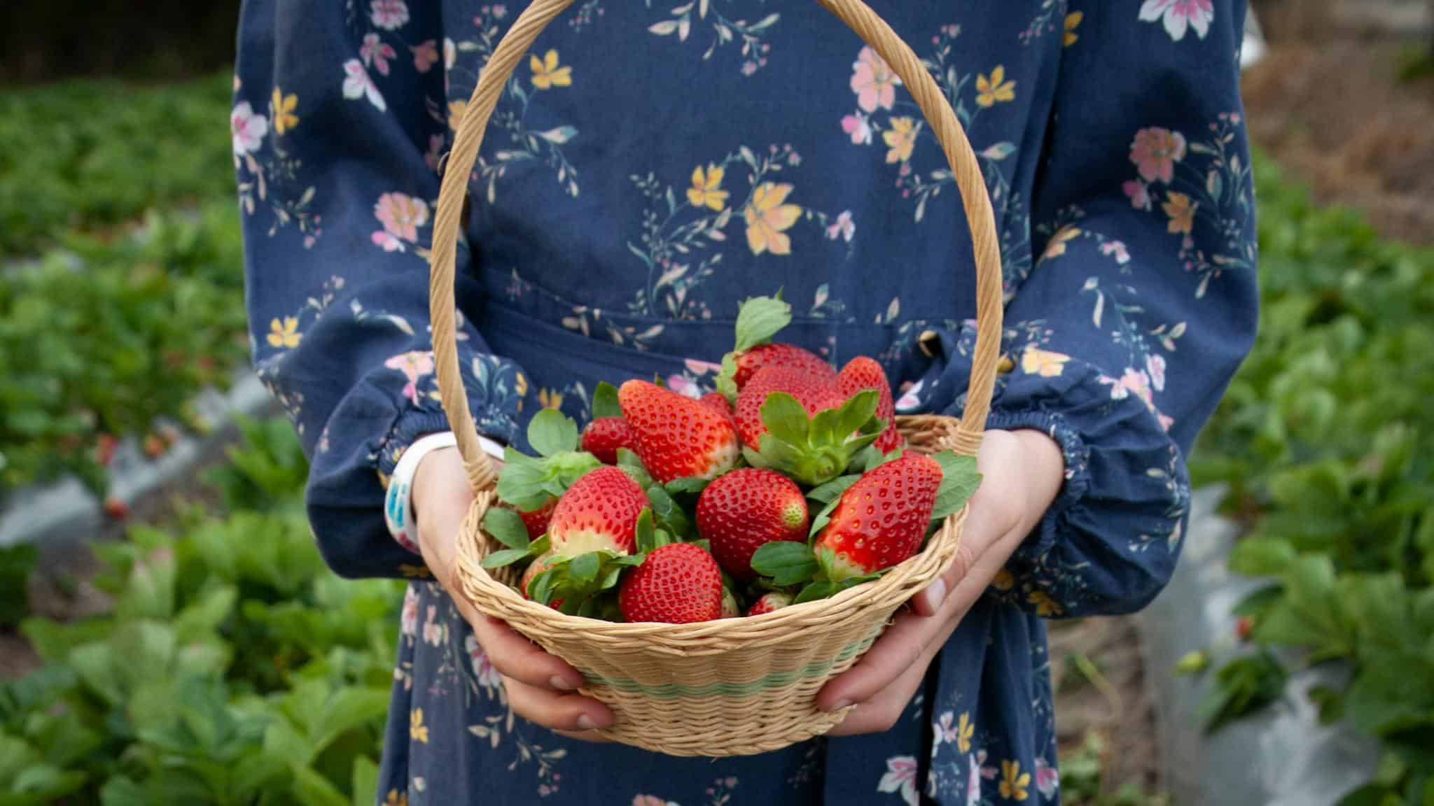 Fruit and Flower Picking Near Brisbane | Sitchu Brisbane