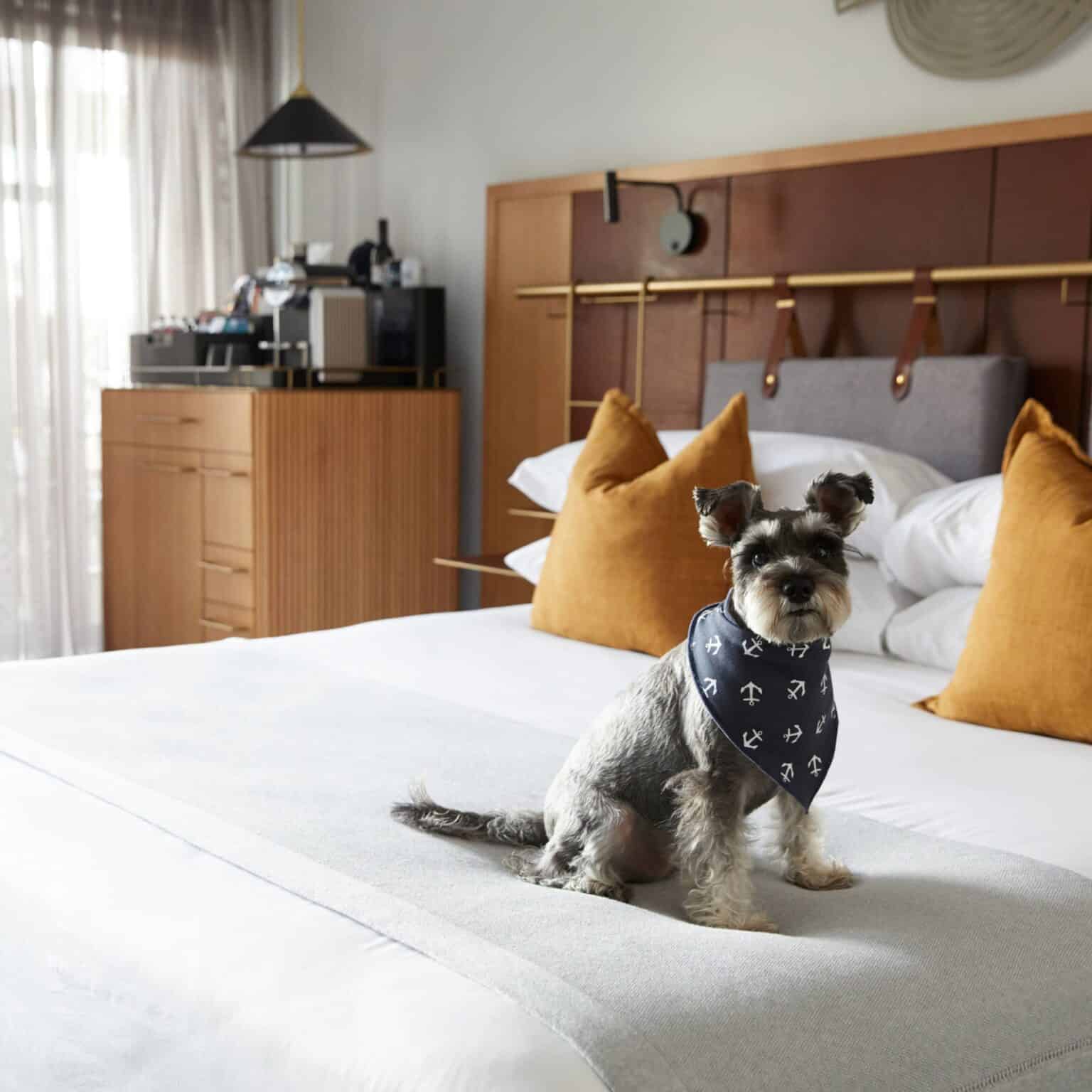 Pawfect Getaways: The Best Dog-Friendly Destinations in Australia