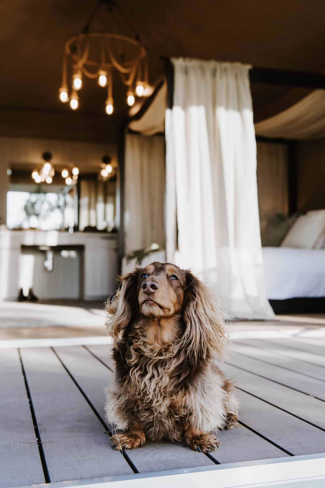 Pawfect Getaways: The Best Dog-Friendly Destinations in Australia
