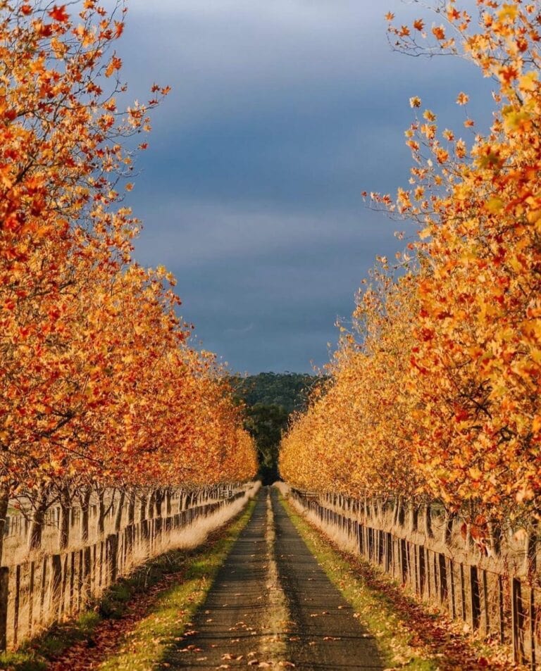Where to See the Most Gorgeous Autumn Leaves in Australia | Sitchu
