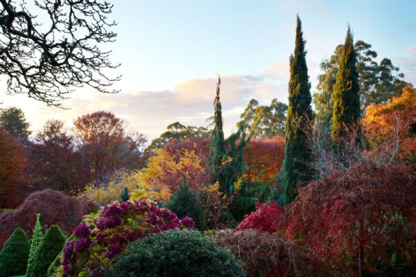 Where to See the Most Gorgeous Autumn Leaves in Australia | Sitchu