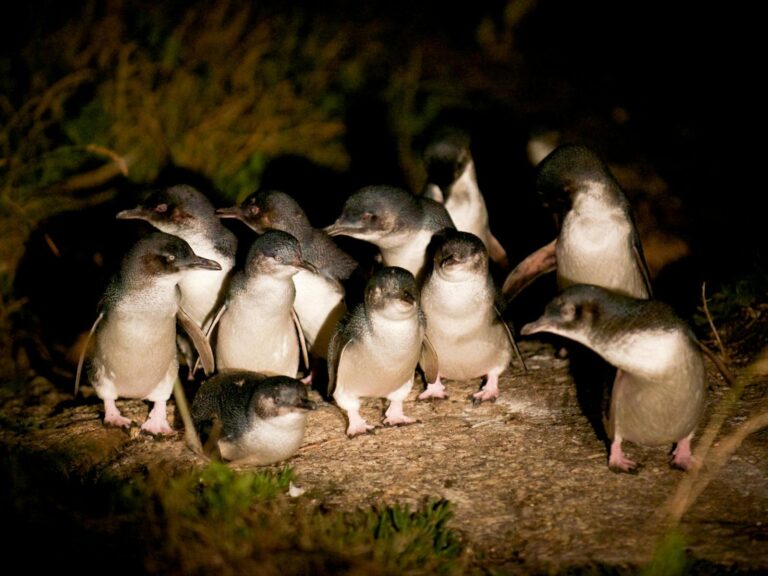 Coastal Daze: Our Dreamy Pocket Book Guide to Bicheno | Sitchu