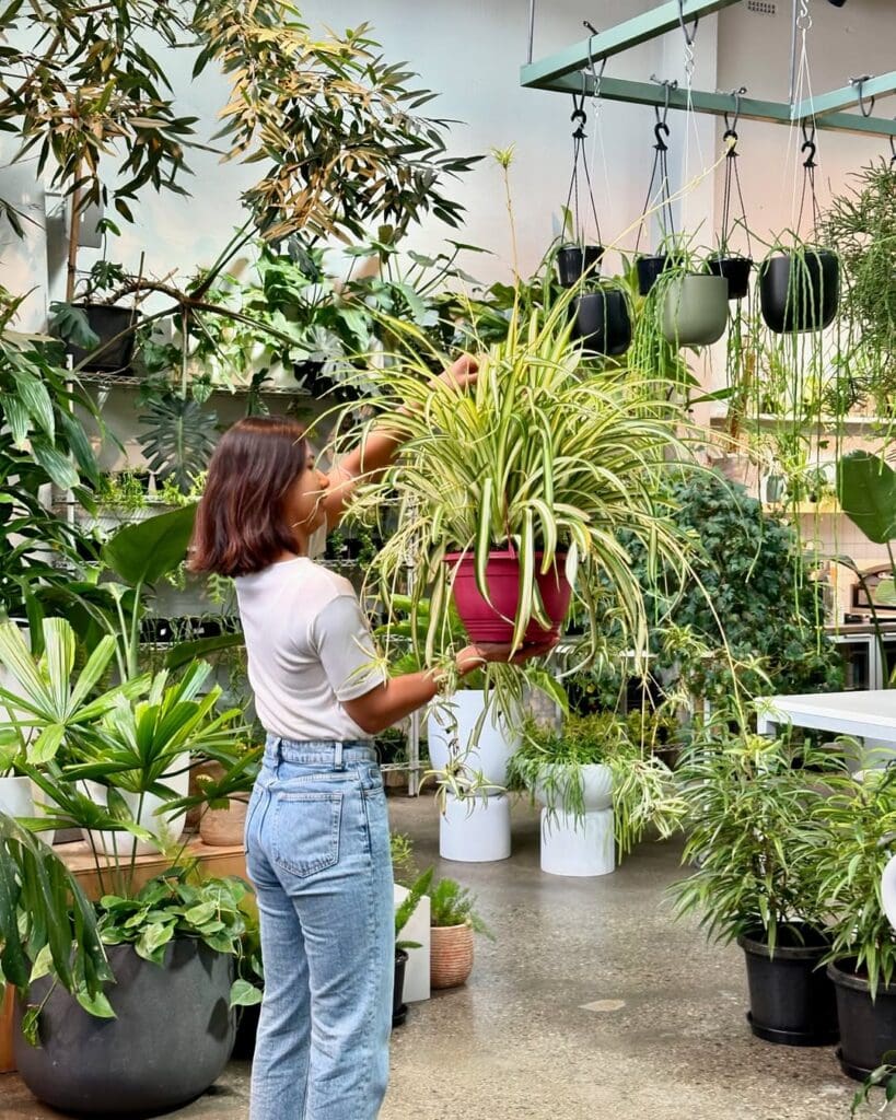Perth’s Best Plant & Pot Stores for Every Green Thumb | Sitchu