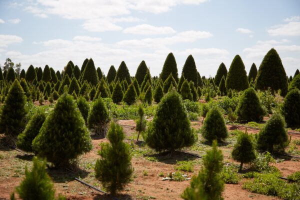 The Best Christmas Tree Farms in Melbourne | Sitchu